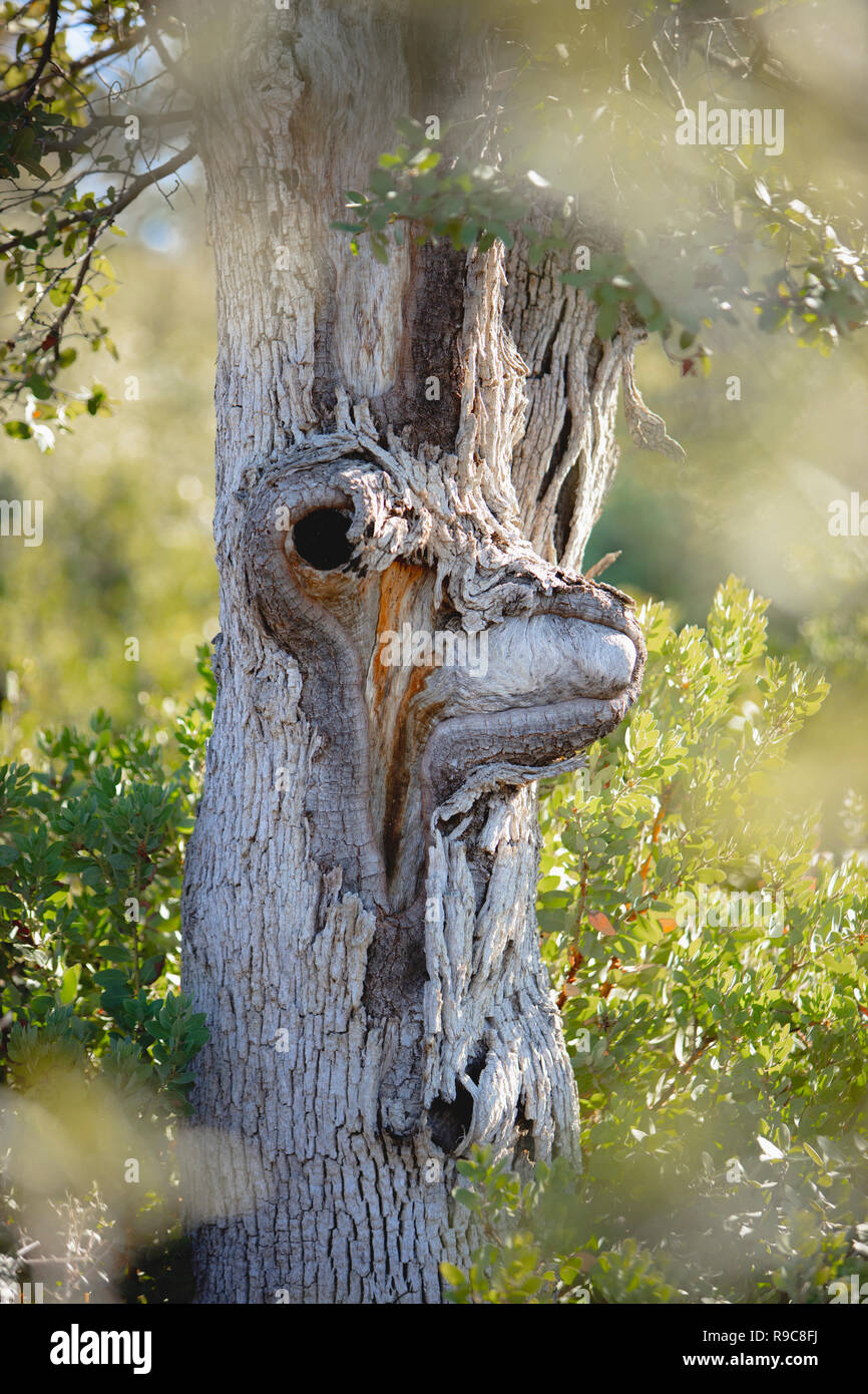 Natural tree with human face hi-res stock photography and images - Alamy
