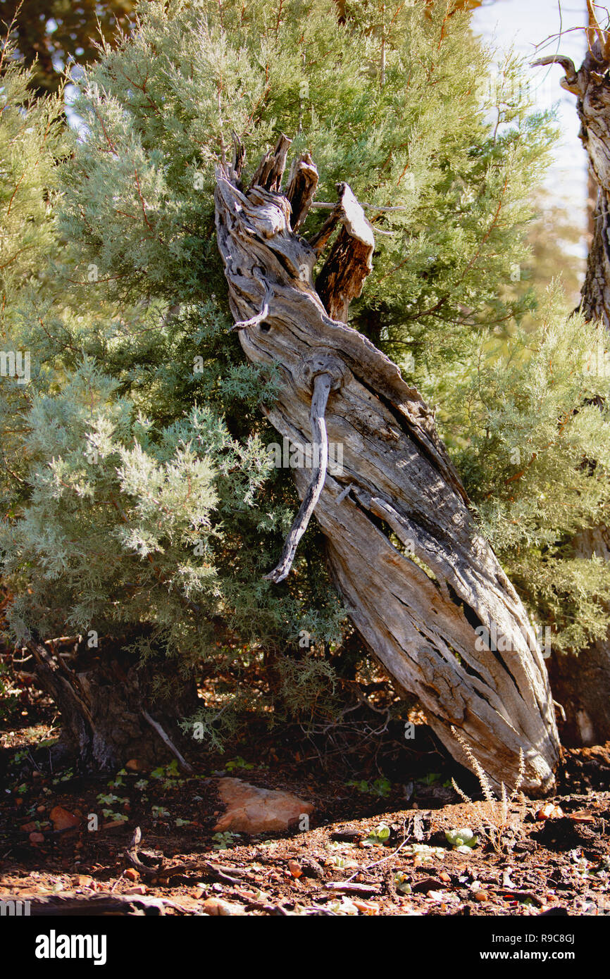 Dead Juniper Tree Stock Photos & Dead Juniper Tree Stock Images - Alamy