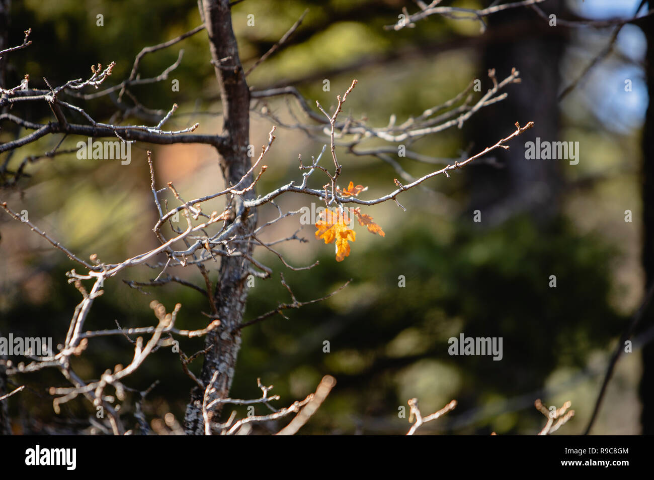 Single oak leaf cluster hanging on to a bare branch Stock Photo - Alamy