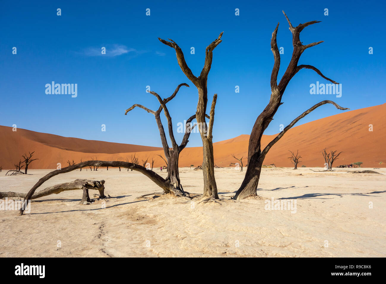 Deadvlei (White clay pan) in Namib-Naukluft Park in Namibia, Africa ...