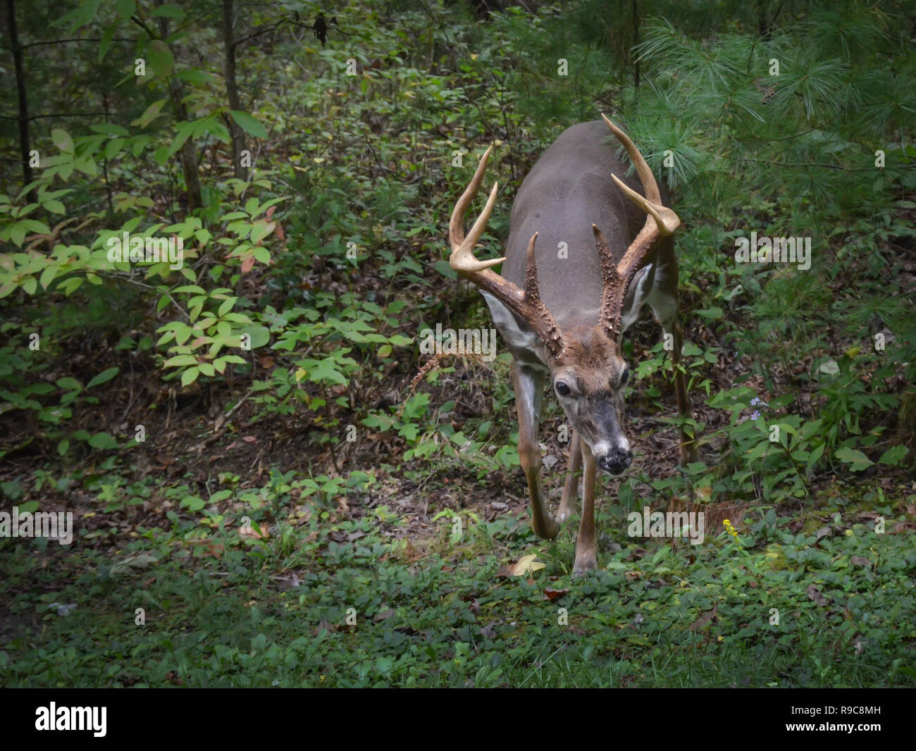 Whitetail deer buck with large antlers in outdoor woods. Trophy buck ...