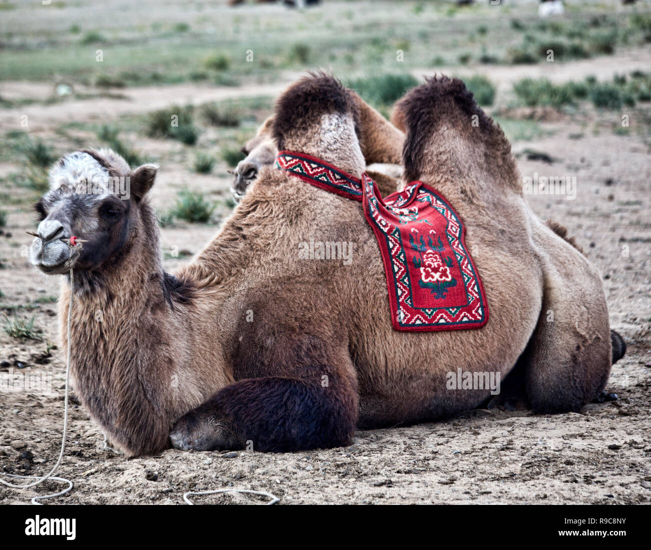 Two Hump Camel Stock Photos & Two Hump Camel Stock Images - Alamy