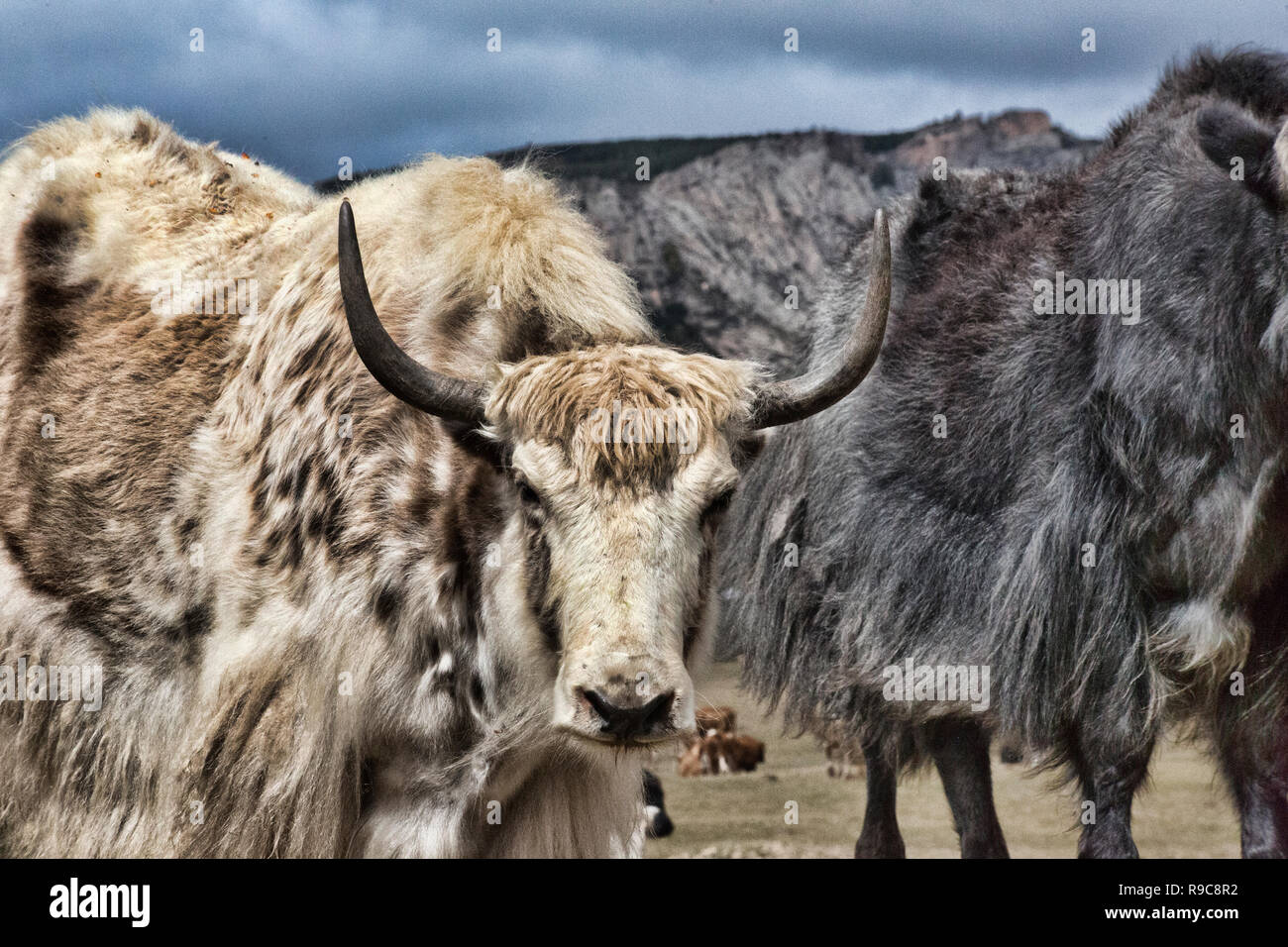 Yak milk asia hi-res stock photography and images - Alamy