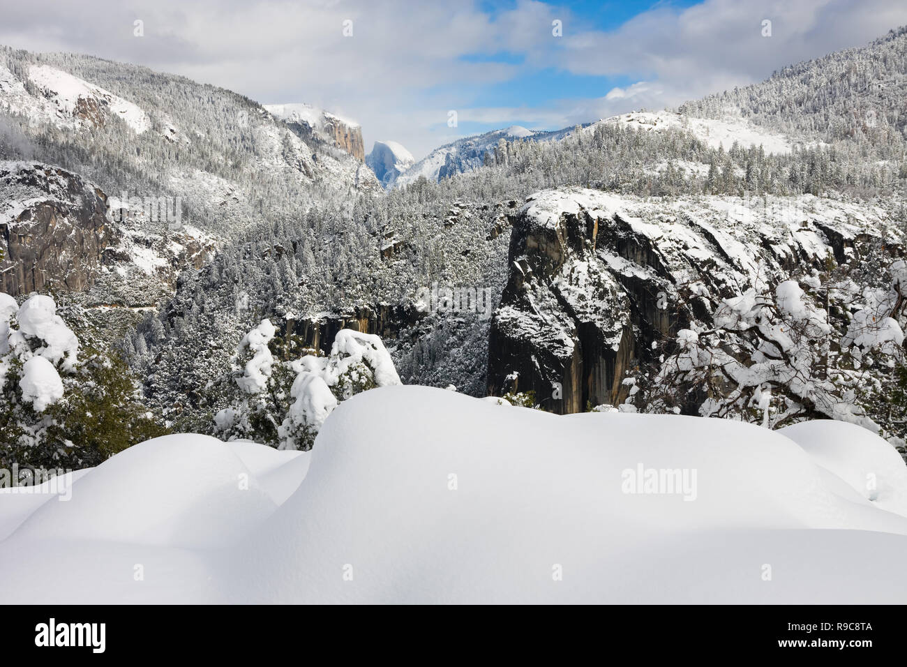 Evergreen Tree Valley Yosemite Half Dome High Resolution Stock ...