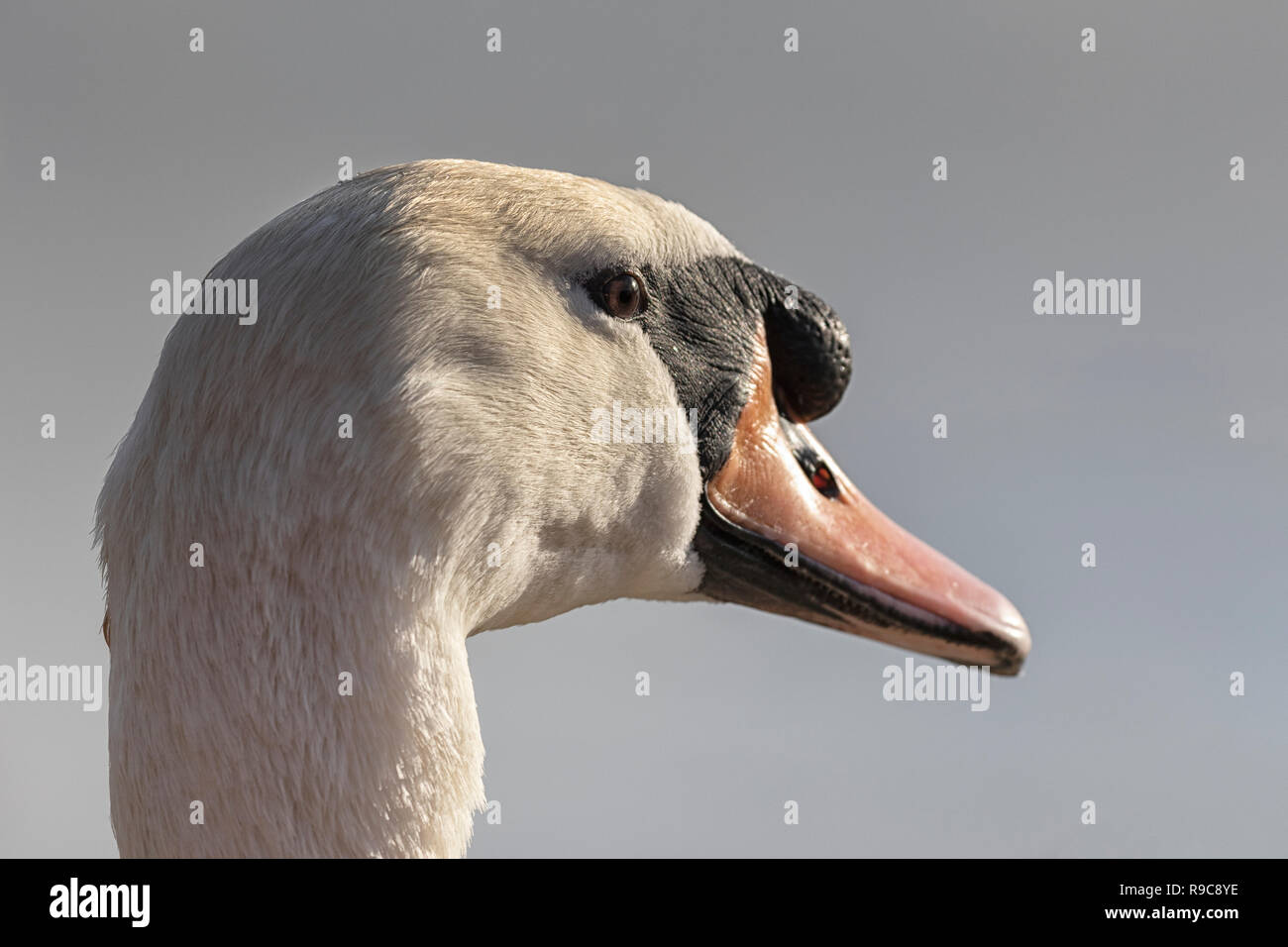 Detailed shot swans swimming gracefully hi-res stock photography and ...