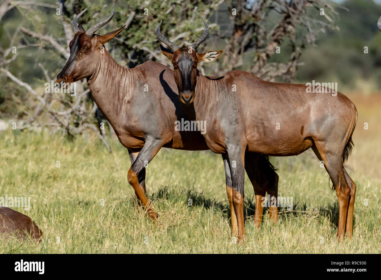 Korrigum Stock Photos & Korrigum Stock Images - Alamy