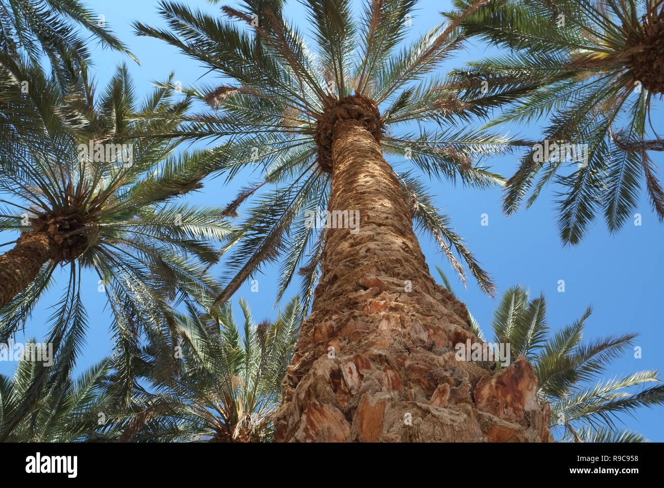 Judea dates palm trees in Israel. Israel's dates is one of the most ...