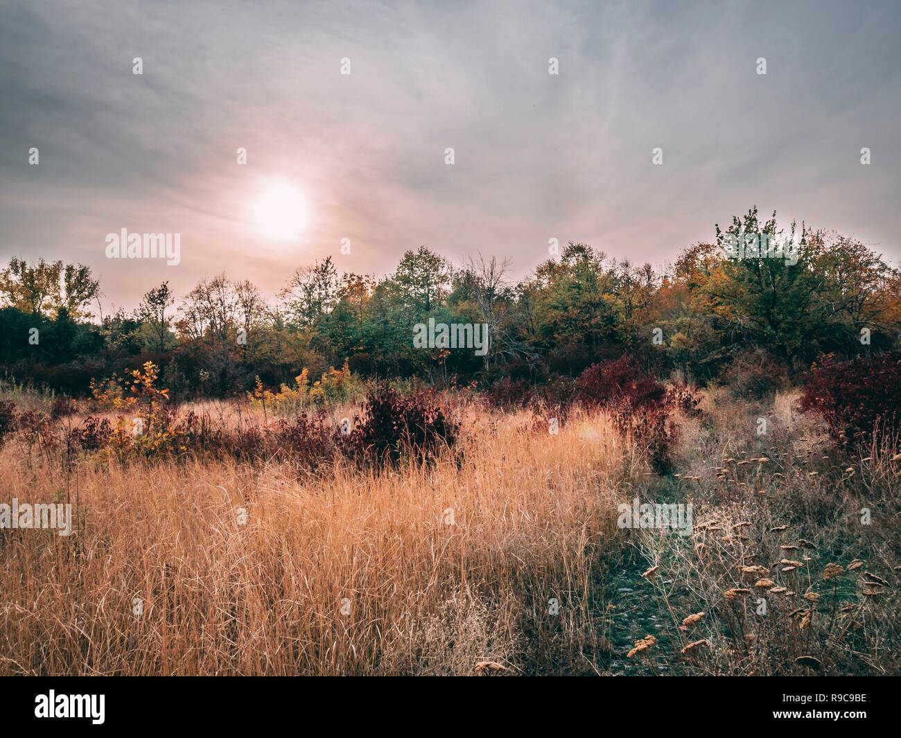 Cloudy autumn landscape with trees growing in the park. Overcast sky ...