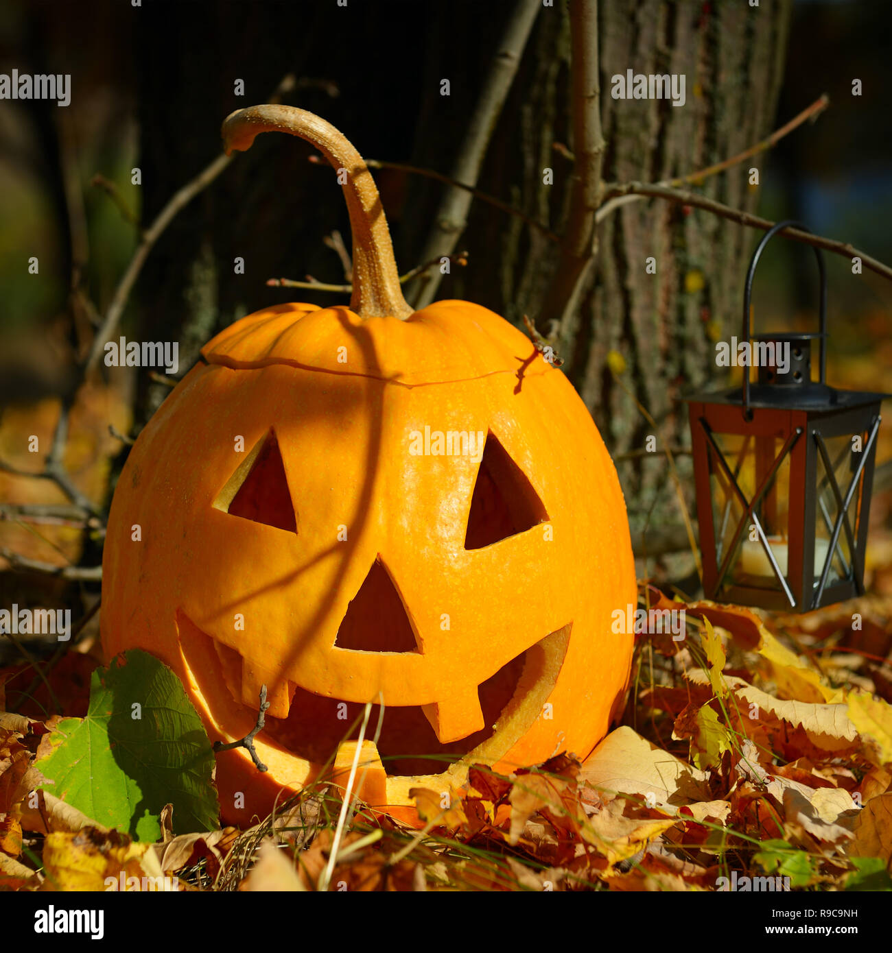 pumpkin-head against a background of an autumn forest Stock Photo - Alamy