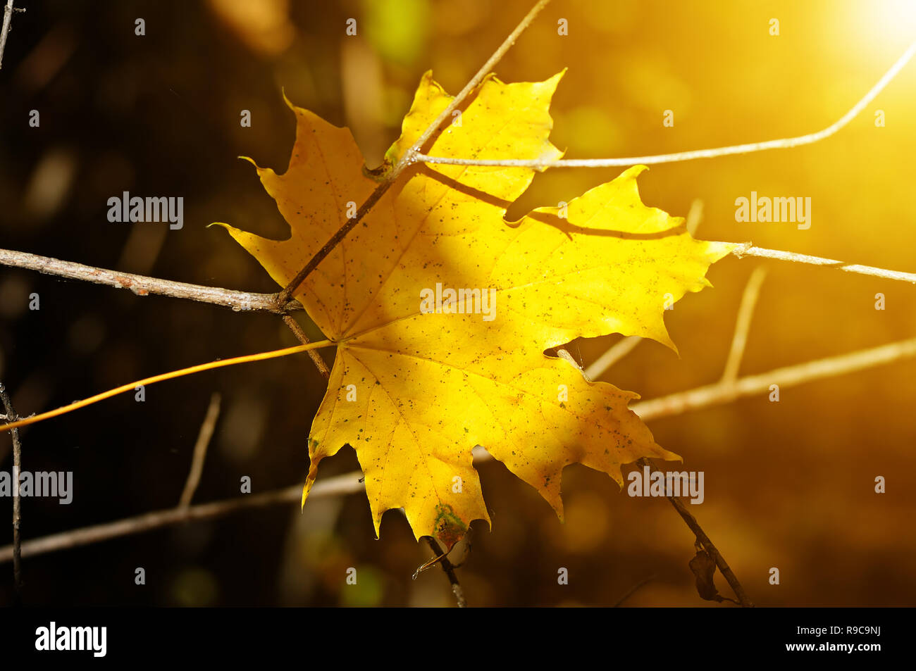yellow maple leaf on blurred background Stock Photo - Alamy