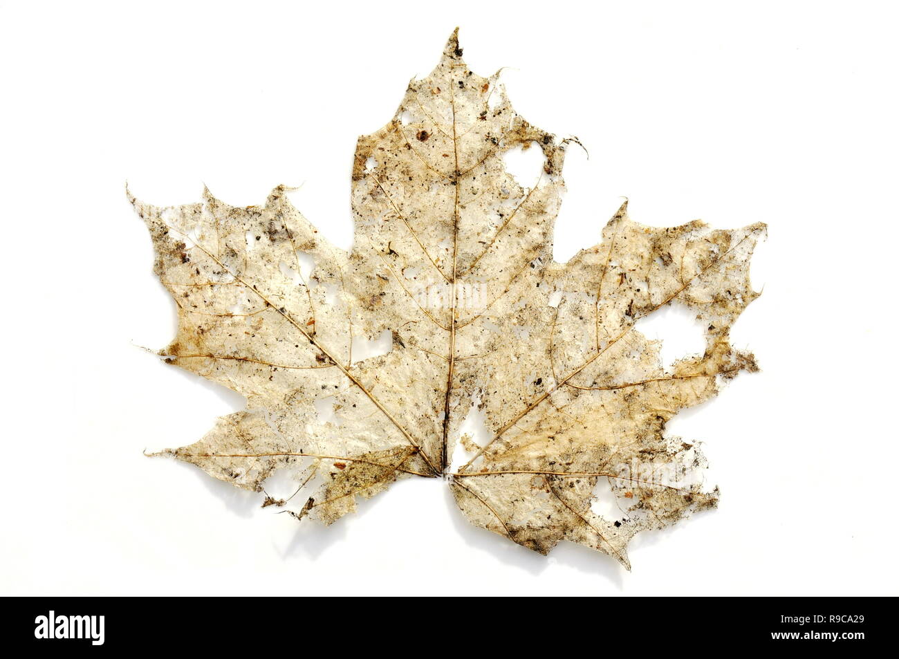 Partly decayed leaf from a maple tree isolated on white background ...