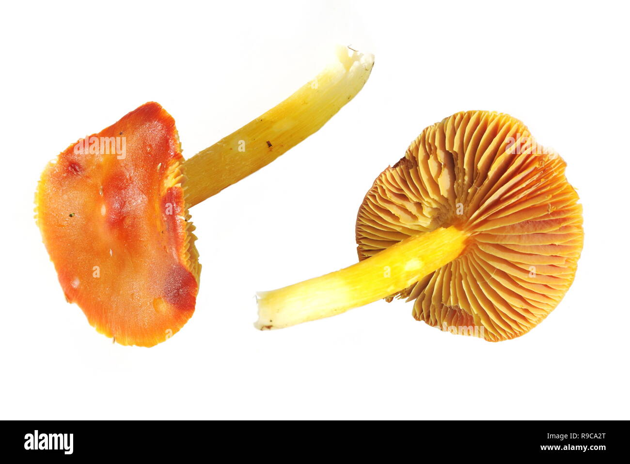 Golden waxcap Hygrocybe chlorophana isolated on white background Stock ...
