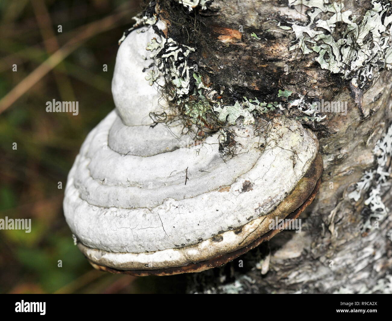 Tinder conk Fomes fomentarius on a tree trunk Stock Photo - Alamy