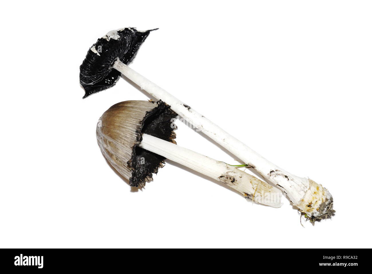 Inky cap mushroom hi-res stock photography and images - Alamy