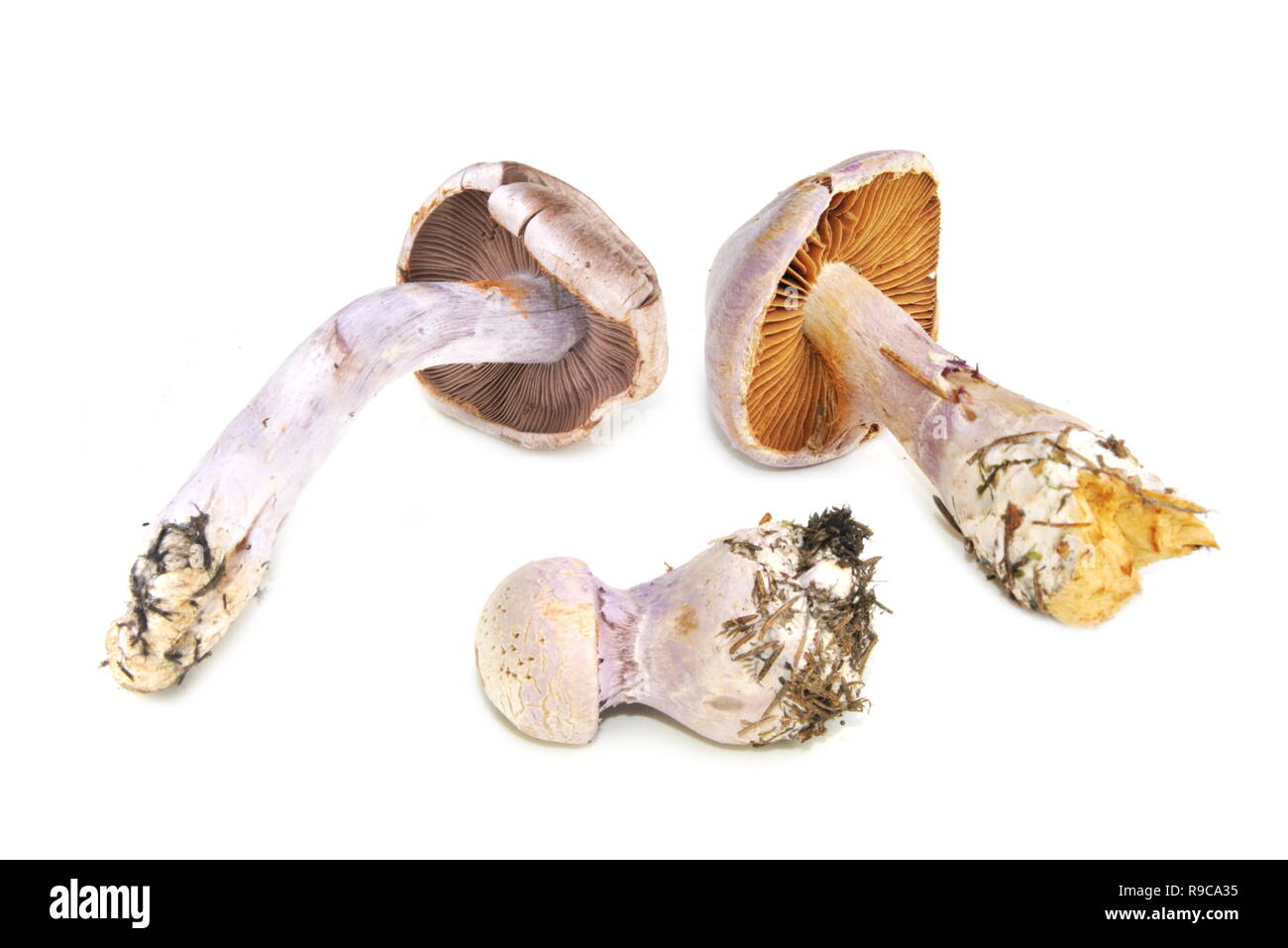 Gassy webcap fungus Cortinarius traganus isolated on white background ...