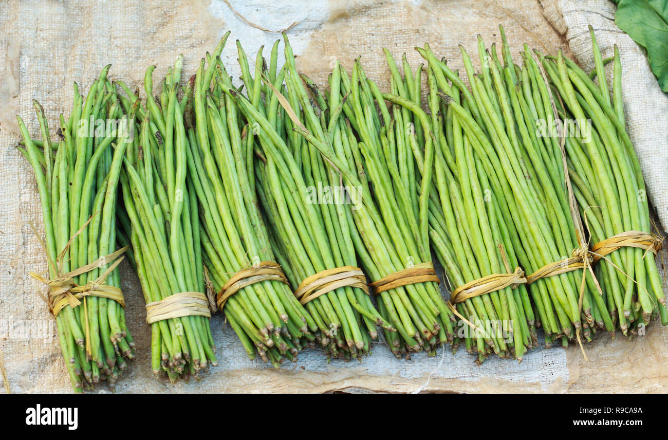 hibiscus flower with leaf Stock Photo - Alamy