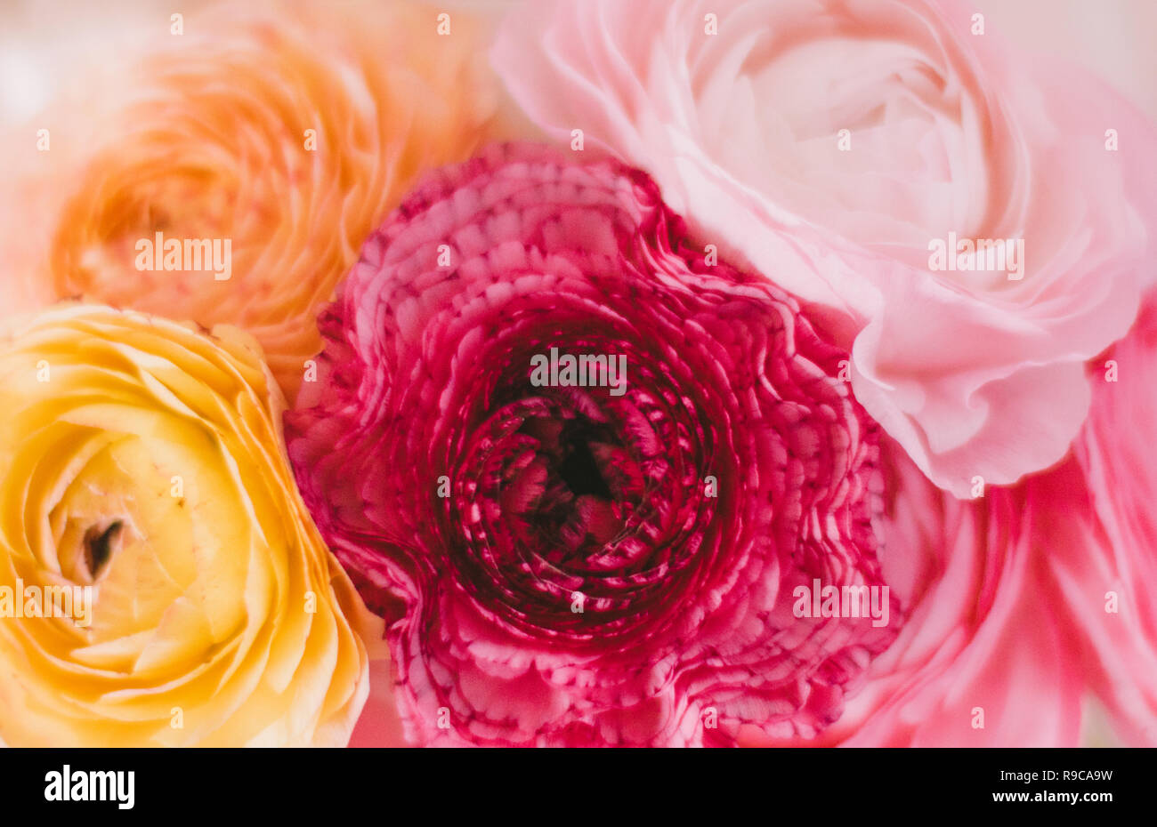 rose flowers bridal bouquet - wedding, holiday and floral garden styled ...