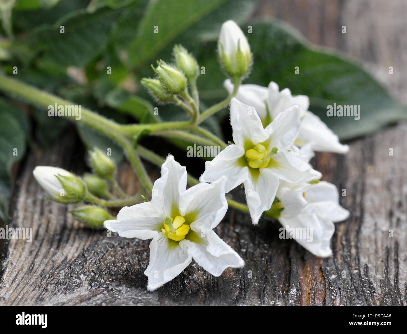 Potato plant flower tuber hi-res stock photography and images - Alamy