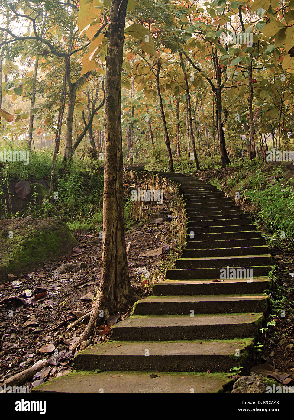 Steps in the middle of the autumn forest Stock Photo - Alamy