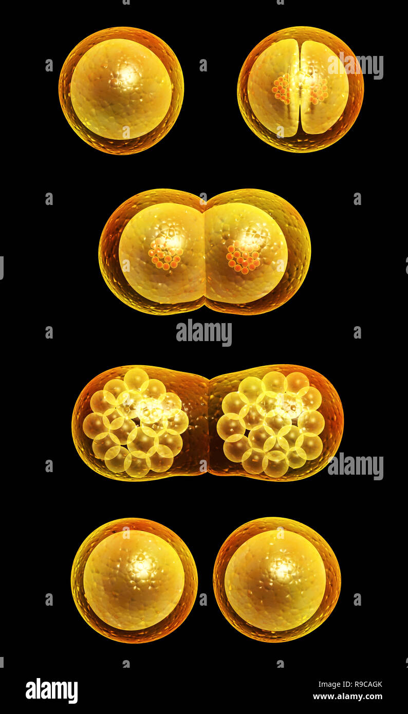 Process division of cell. Isolated on black background Stock Photo - Alamy