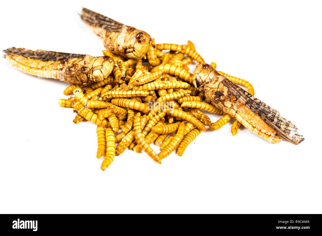 Asian eating insects Cut Out Stock Images & Pictures - Alamy