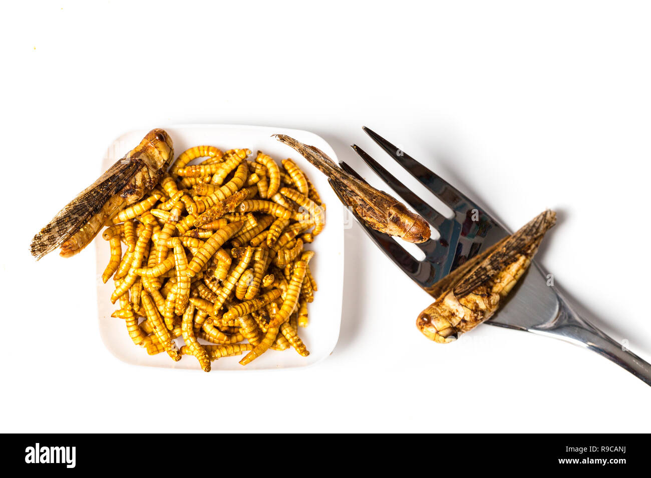 Close-up edible fried worms molitors insects meal with fork suitable as ...