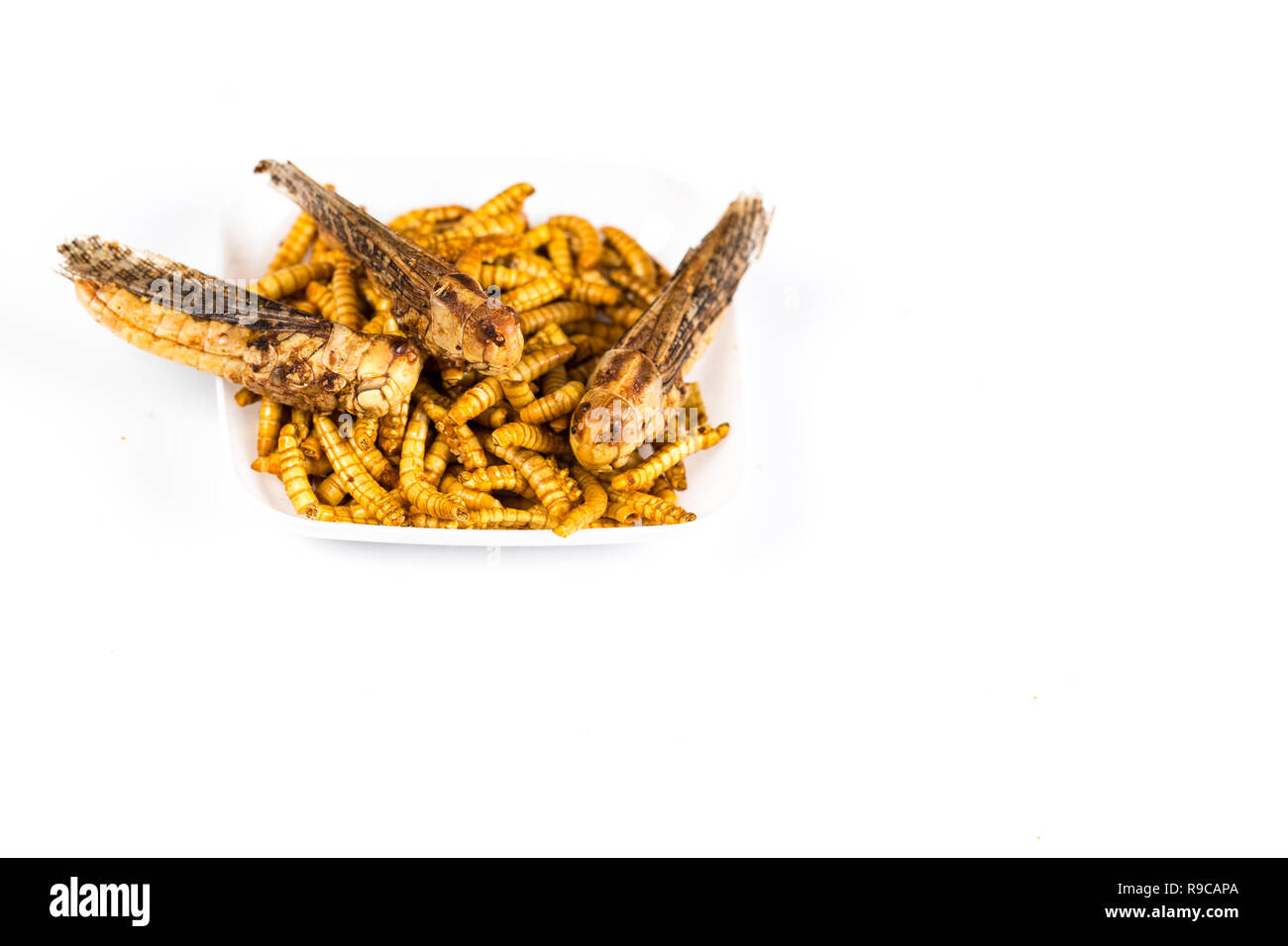 Close-up edible fried worms molitors insects meal suitable as food ...