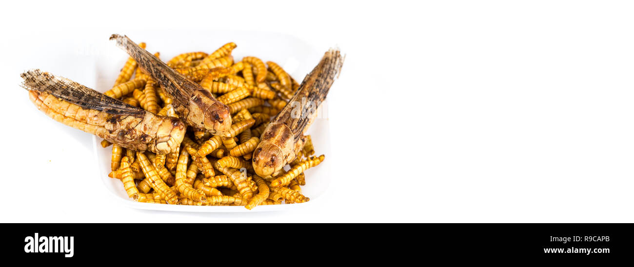 Close-up edible fried worms molitors insects meal suitable as food ...