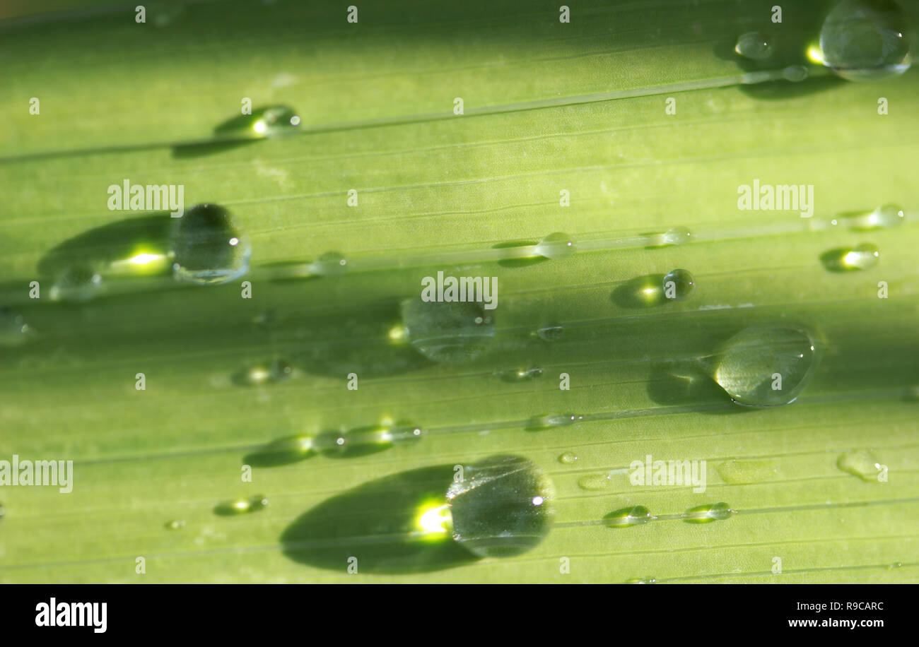 Leaf with rain drop Stock Photo - Alamy