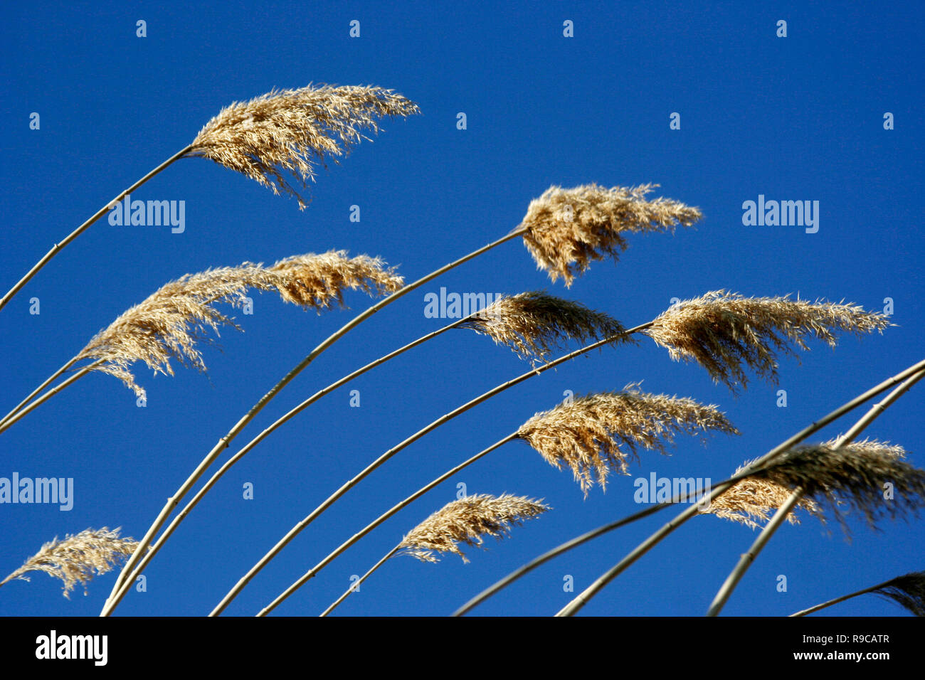 Reedy stem hi-res stock photography and images - Alamy
