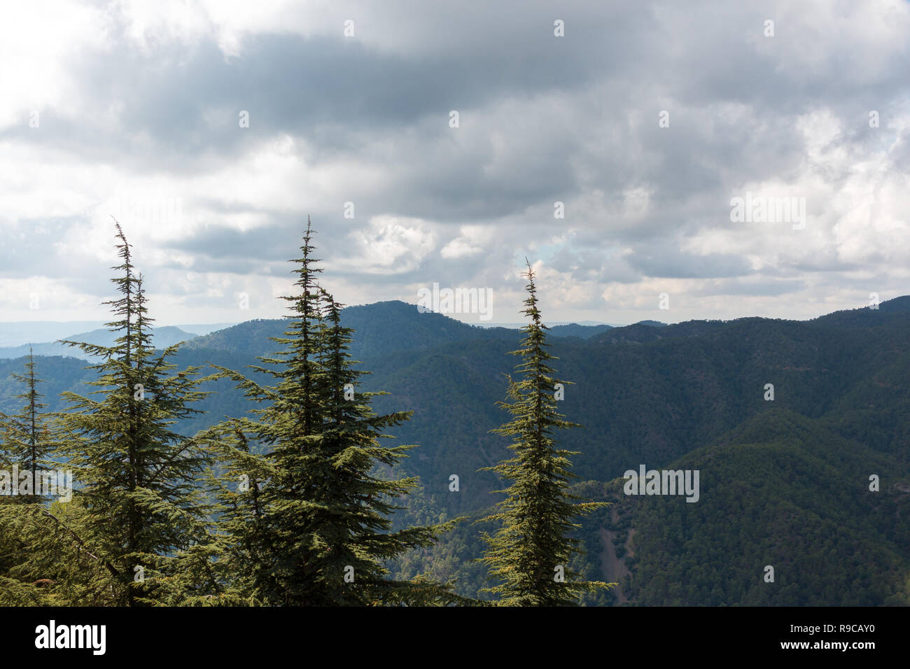 Cedar mountains hi-res stock photography and images - Alamy
