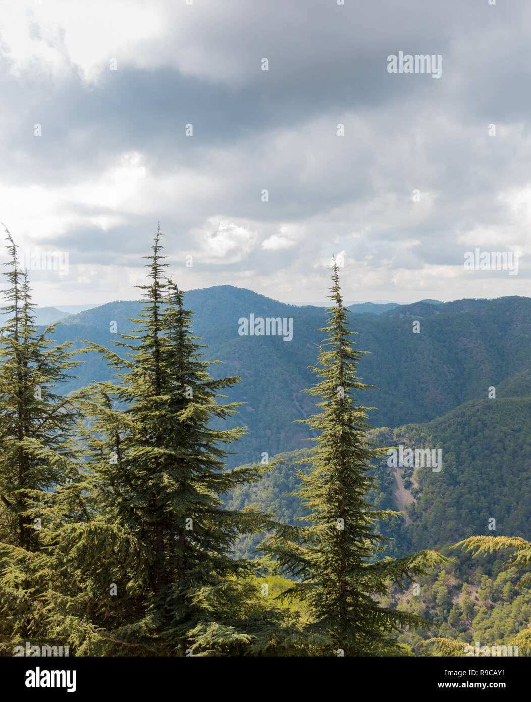 Narrow cedar trees growing on mountain top at Troodos mountains in ...