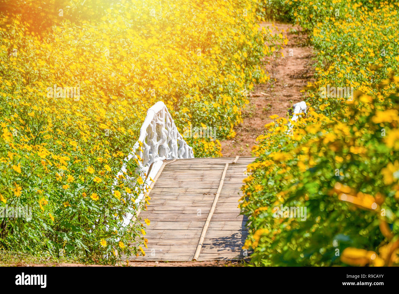 yellow flower field in the spring garden nature in summer / wood bridge ...