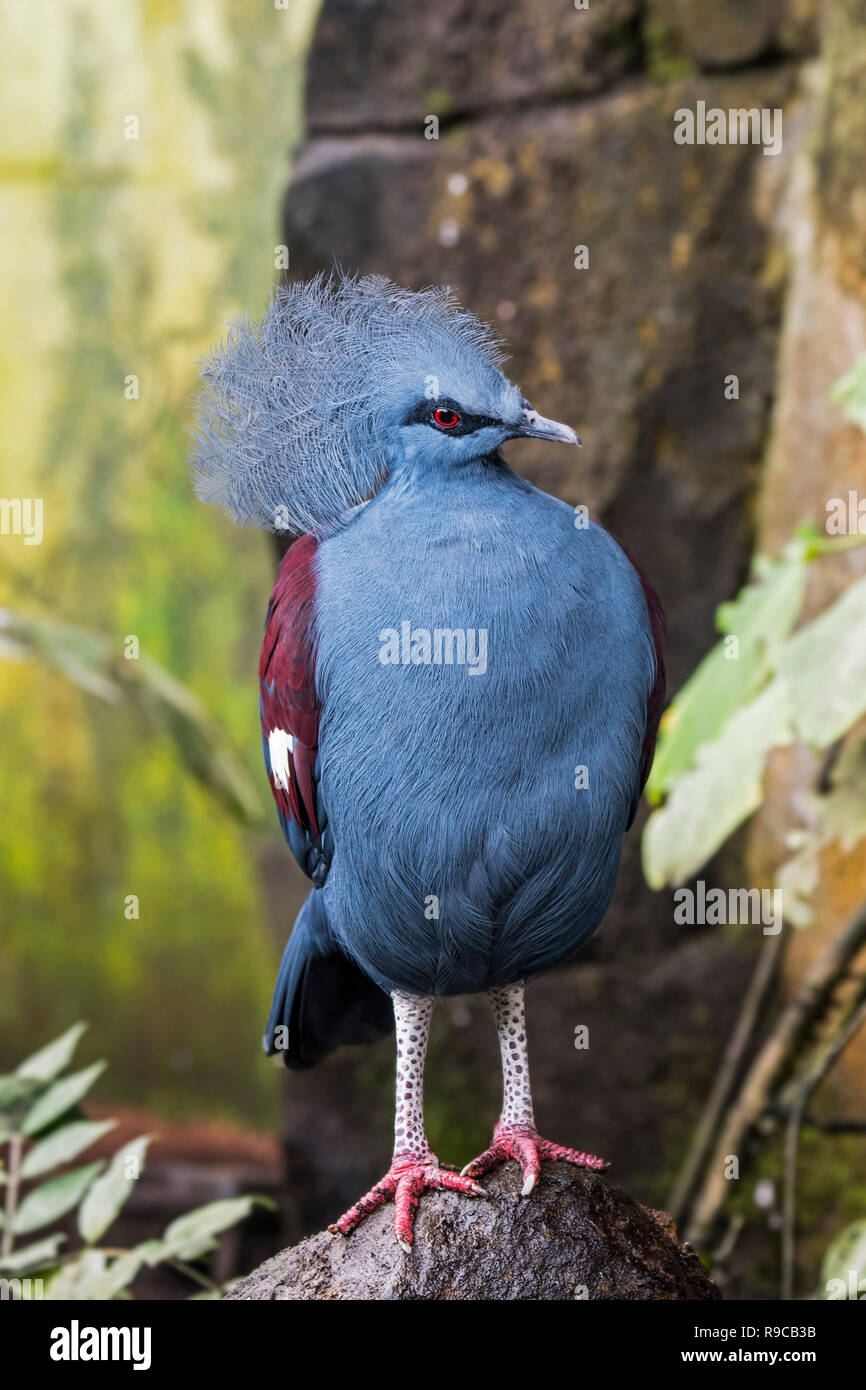 Blue Crowned Pigeon