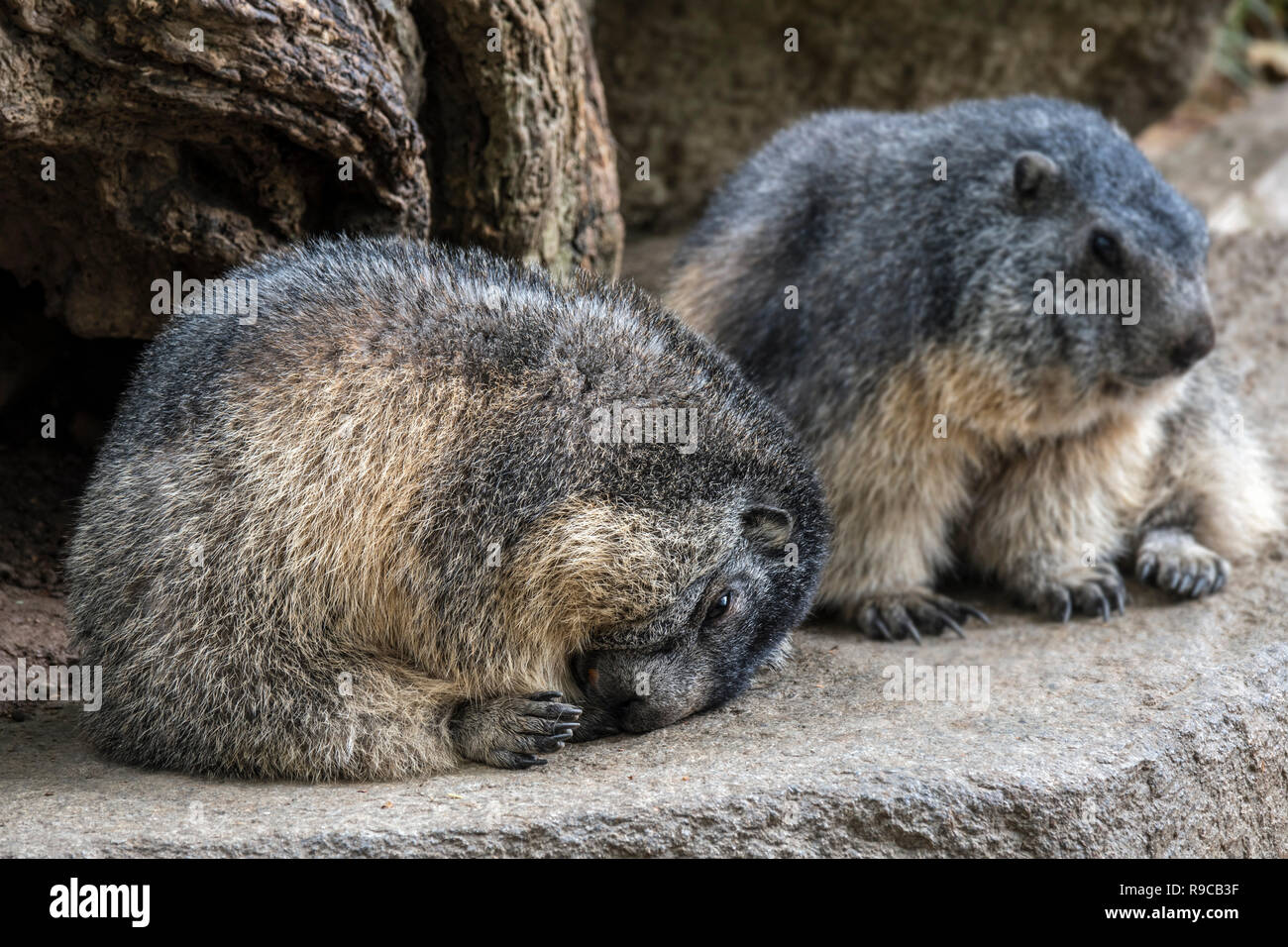 Young Alpine marmot (Marmota marmota) sleeping curled up on rock in the ...