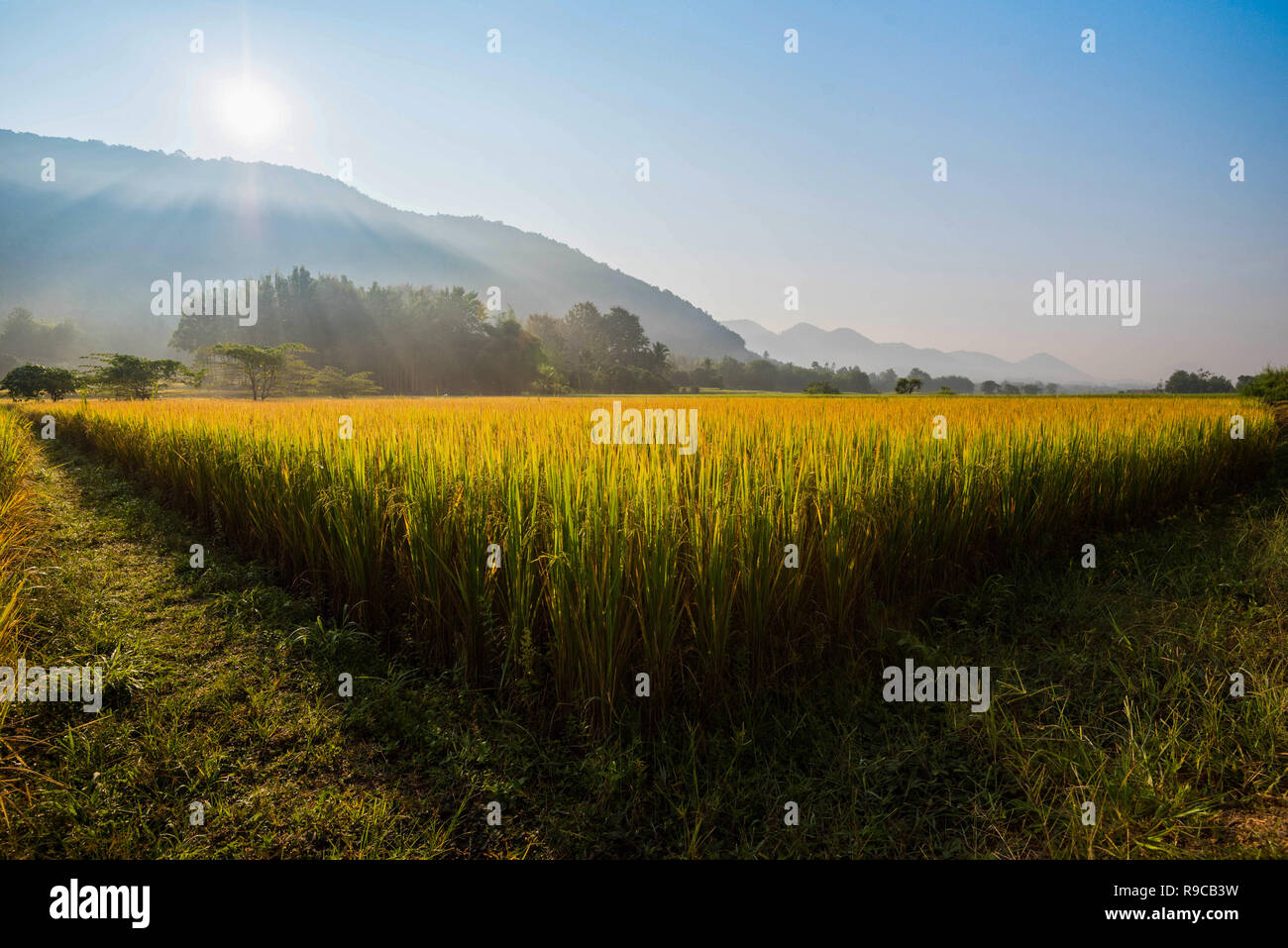 yellow rice field / landscape field and sunrise sun shine through on ...
