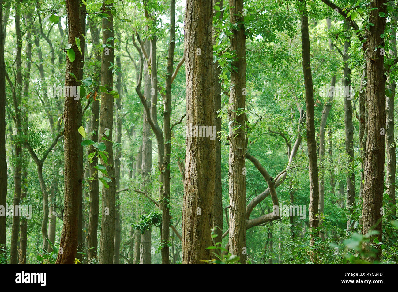 Sal forest hi-res stock photography and images - Alamy