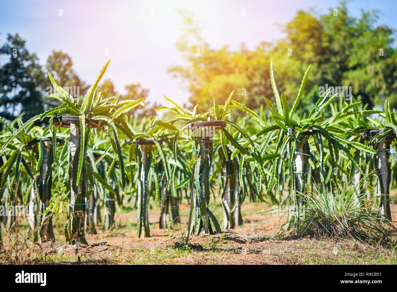 dragon fruit tree garden / dragon fruit plant growing in field farm ...