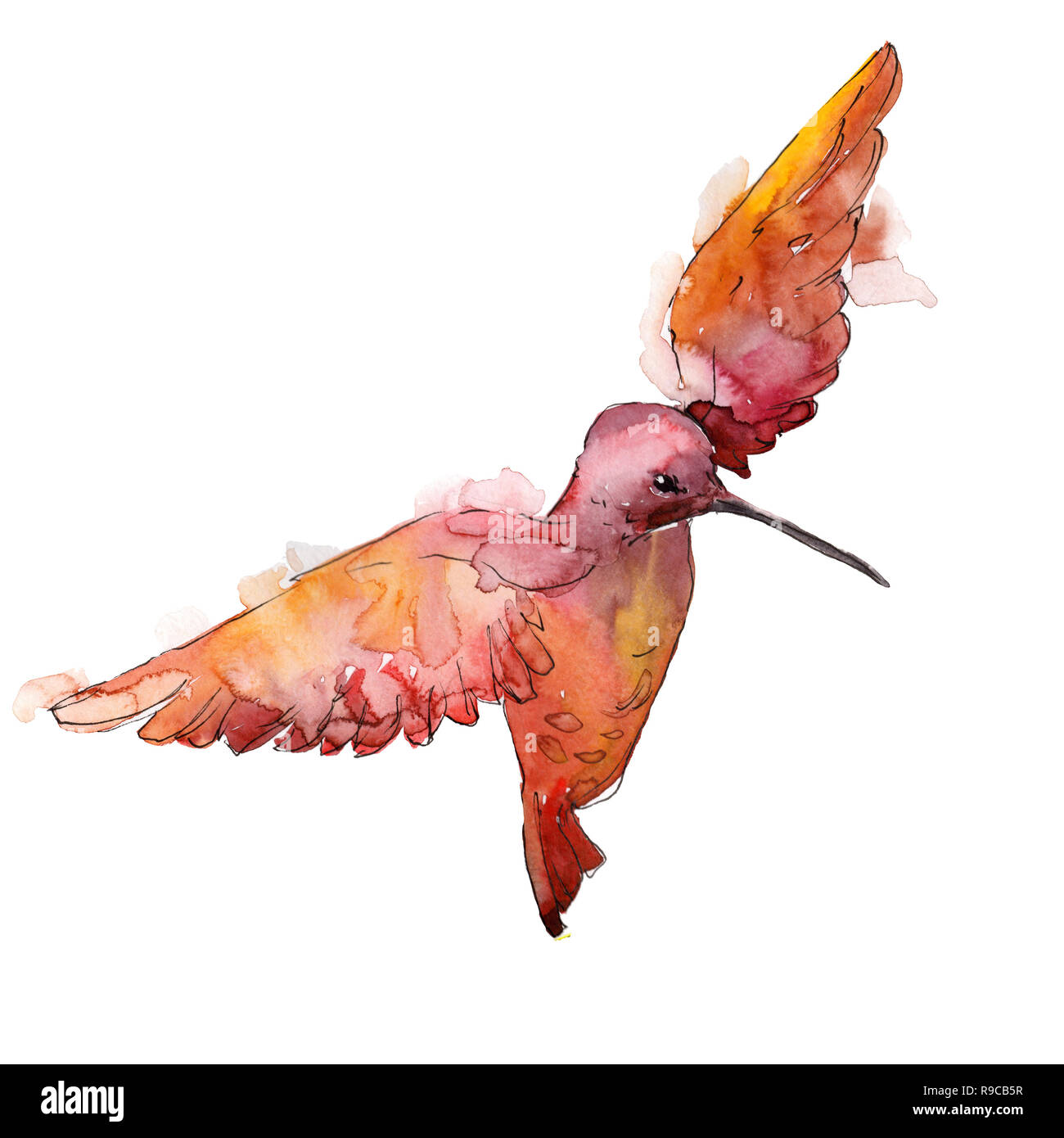 Red colibri in a wildlife. Watercolor background illustration set ...