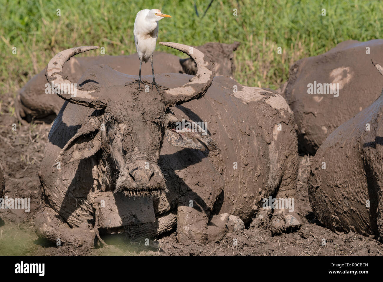 Parasites on head hi-res stock photography and images - Alamy