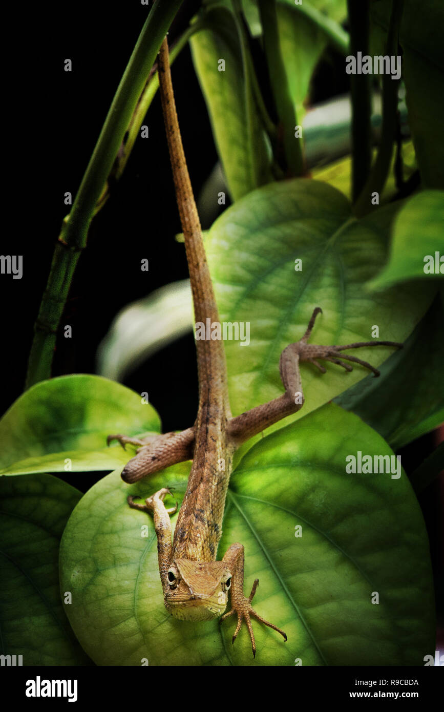 A native southeast Asia tree lizard (Chameleon, Kapom) in nature ...