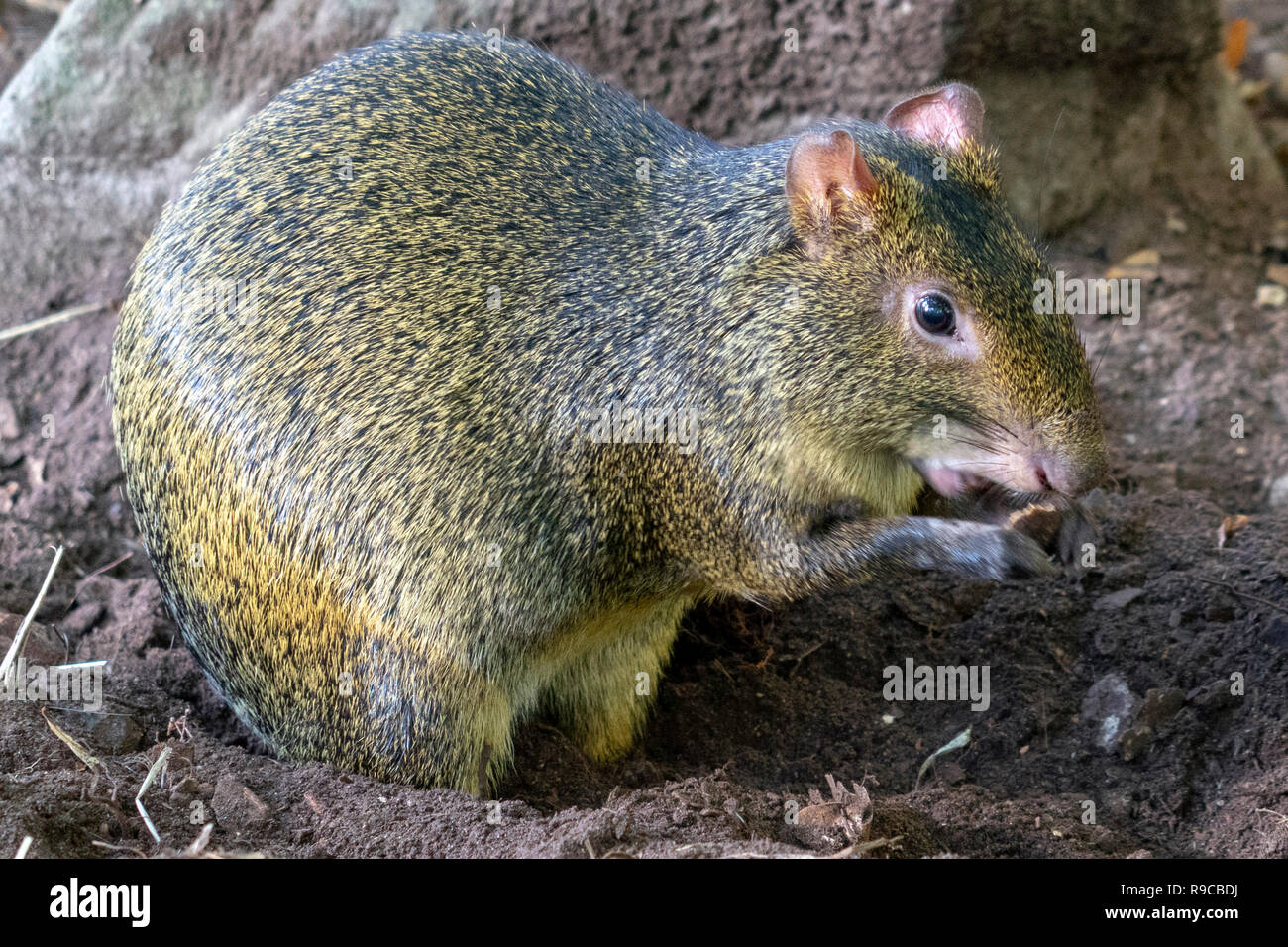 Azaras agouti dasyprocta azarae hi-res stock photography and images - Alamy