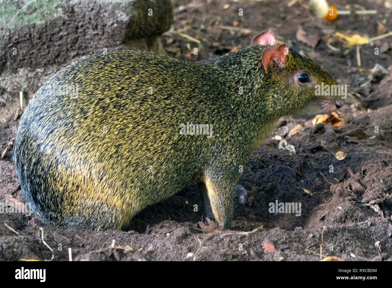 Azaras agouti dasyprocta azarae hi-res stock photography and images - Alamy