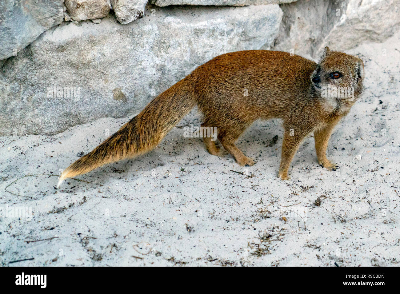 yellow moongoose close up portrait while standing Stock Photo - Alamy