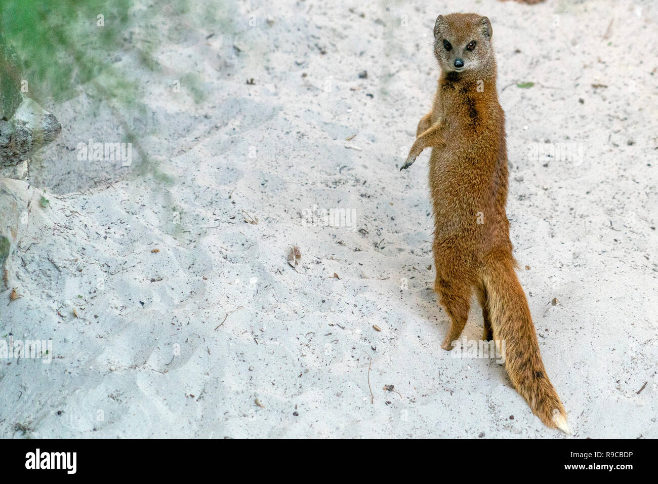 Moongoose High Resolution Stock Photography and Images - Alamy