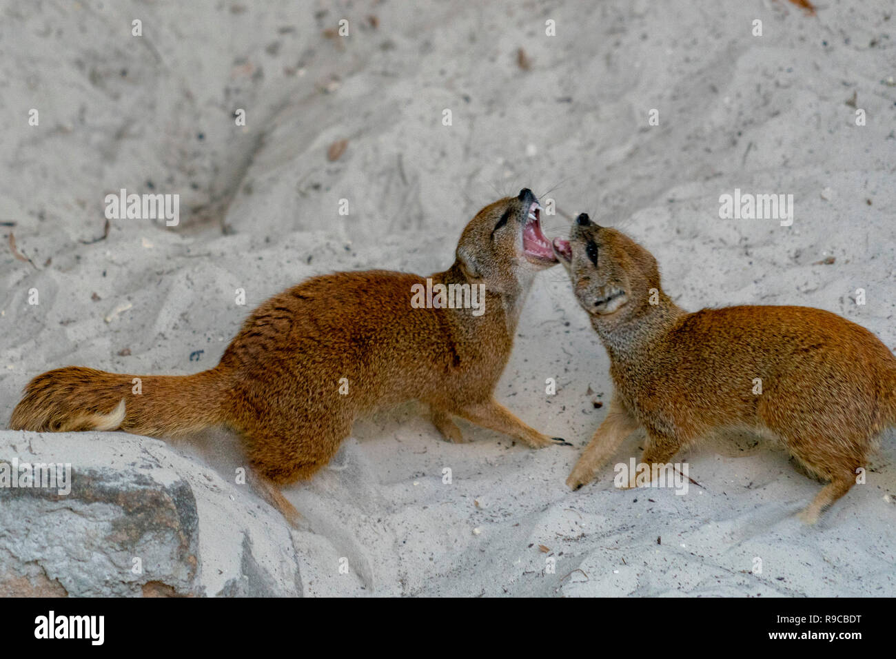 yellow moongoose close up portrait while fighting Stock Photo - Alamy