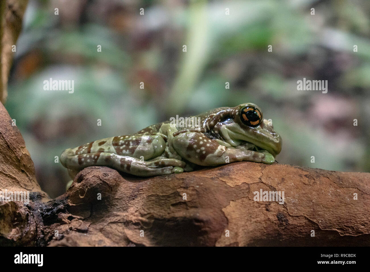 Blue milk frog hi-res stock photography and images - Alamy