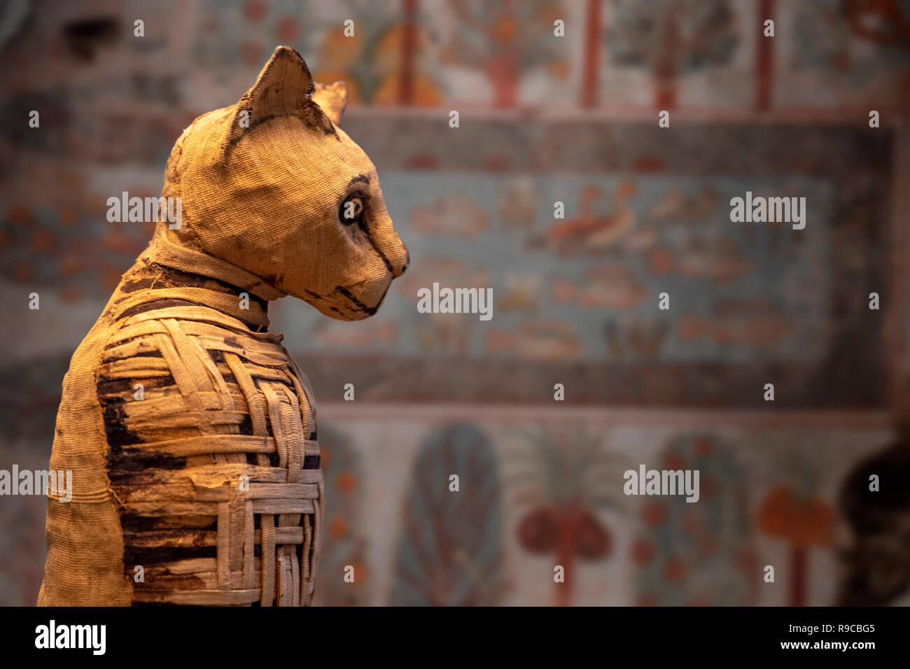 Egyptian cat mummy hi-res stock photography and images - Alamy