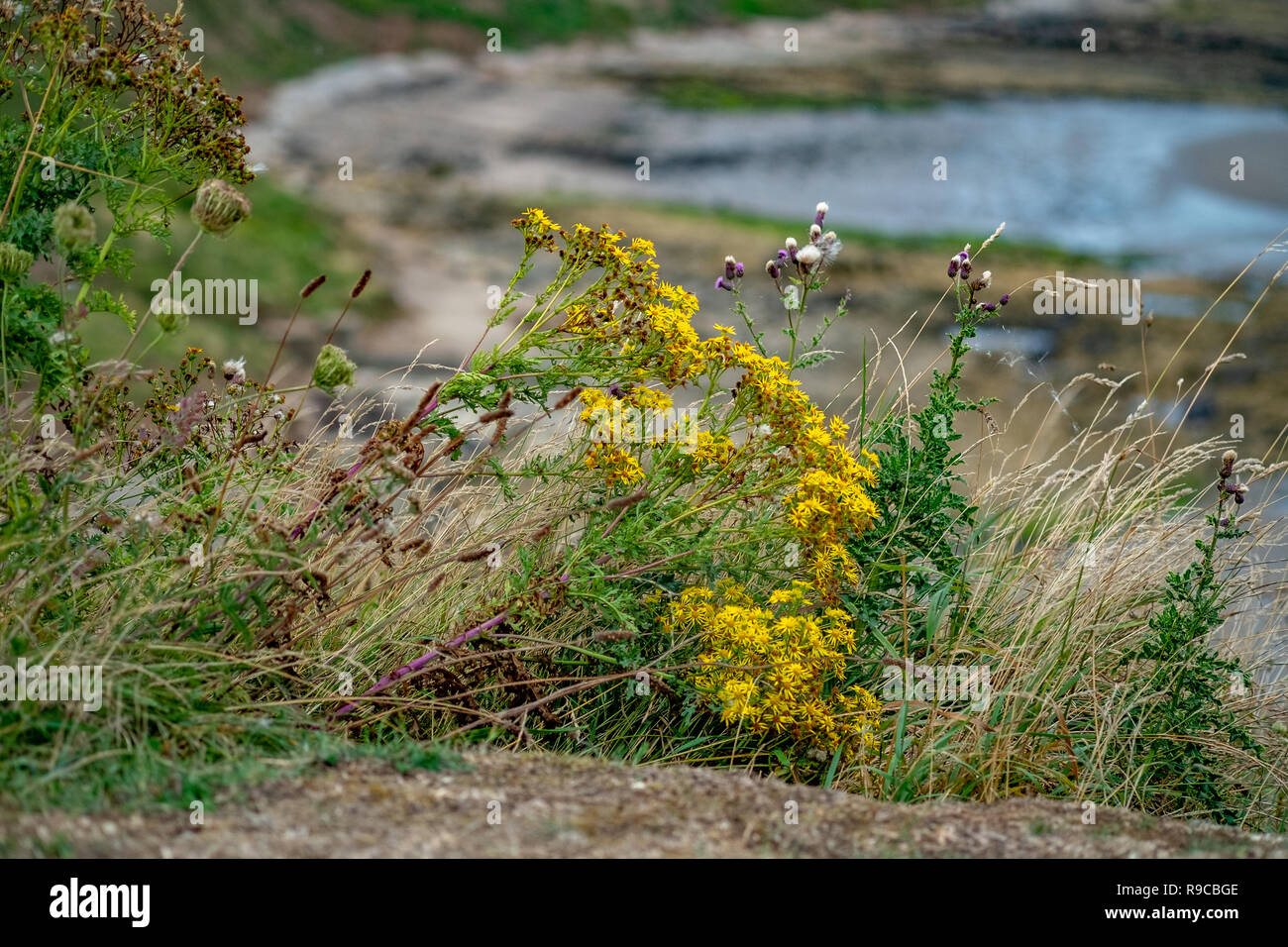 Ragwort and thistles on cliff top with bay out of focus in background ...