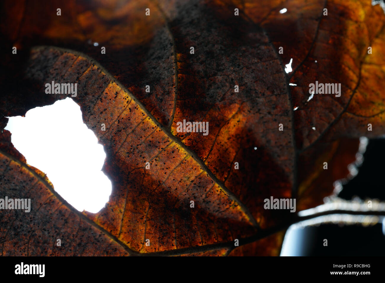 The decomposition of the foliage begins when the leaves are on the ...